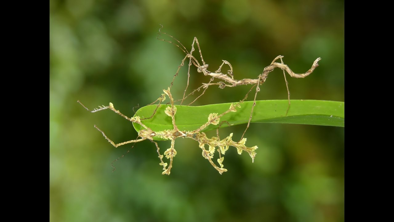 Moss Mimic Stick Insects performing a Ballet in Ecuador - YouTube