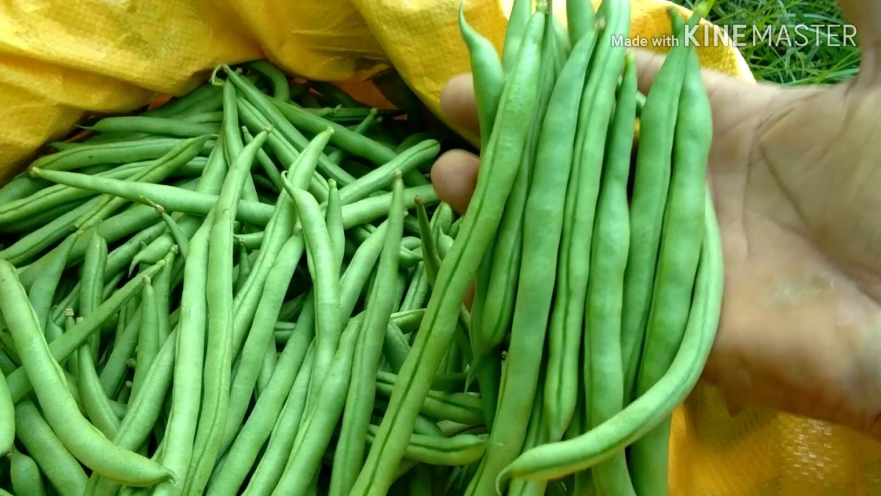 planting pencil beans(BAGUIO BEANS)in my own way - YouTube