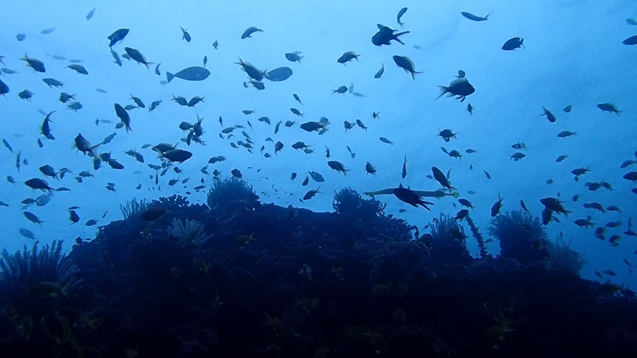 Dive at Friday's Rock in Boracay of Philippines on February 6, 2020 ...
