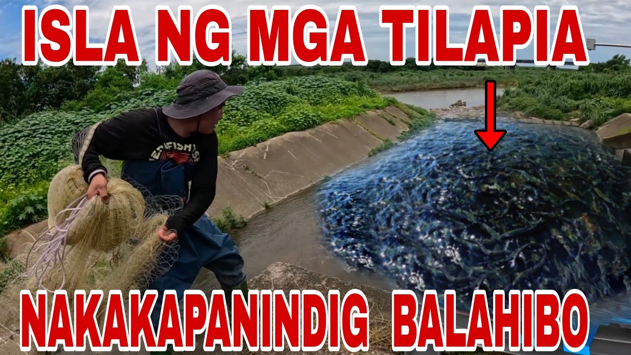 Binalikan Namin Ang Isla Ng Mga Tilapia Nakakatakot Sa Sobrang Dami ...
