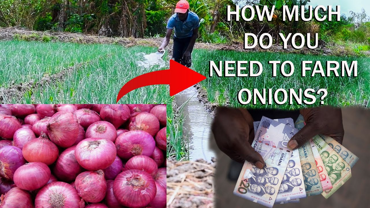 How onions are farmed in Ghana + How much you need to start your onion ...