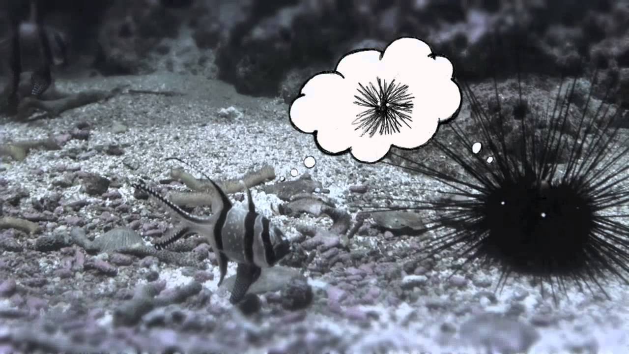 Binturongs - "Mutsugoro" - YouTube