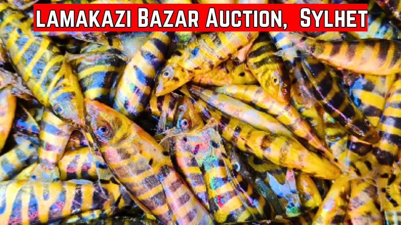Inside Sylhet's Lamakazi Fish Market The Thrilling Auction || সিলেটের ...