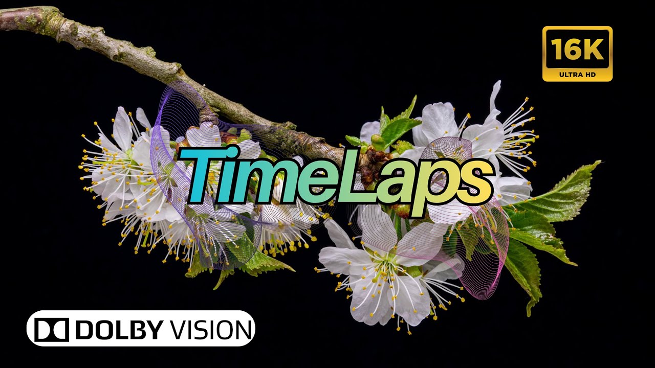 Breathtaking 16K Time-Lapse of Flowers Blooming | Nature Beauty in ...