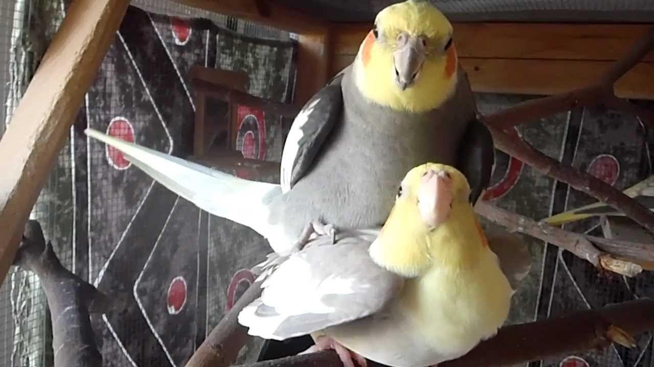 Cocktail Parrot Breeding In Cage 2016 Youtube