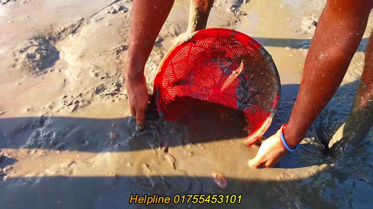 Gulsa Fishing Farming | Gulsa fishing from the pond | Fish Cultivation ...