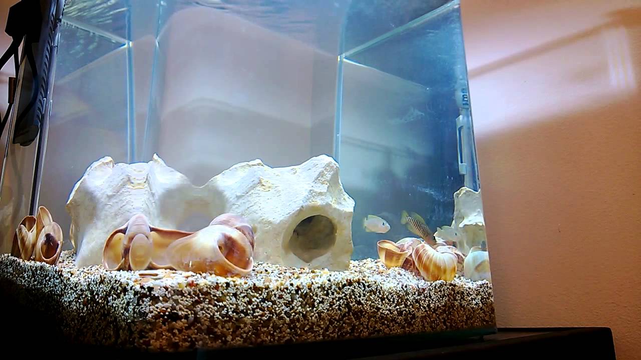 Work Shell Dweller Tank 2013_03_26 - YouTube