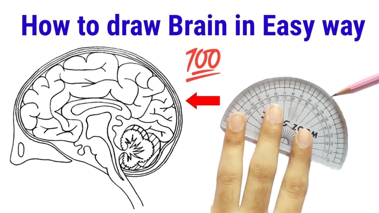 how to draw brain | how to draw brain step by step easily | brain - YouTube