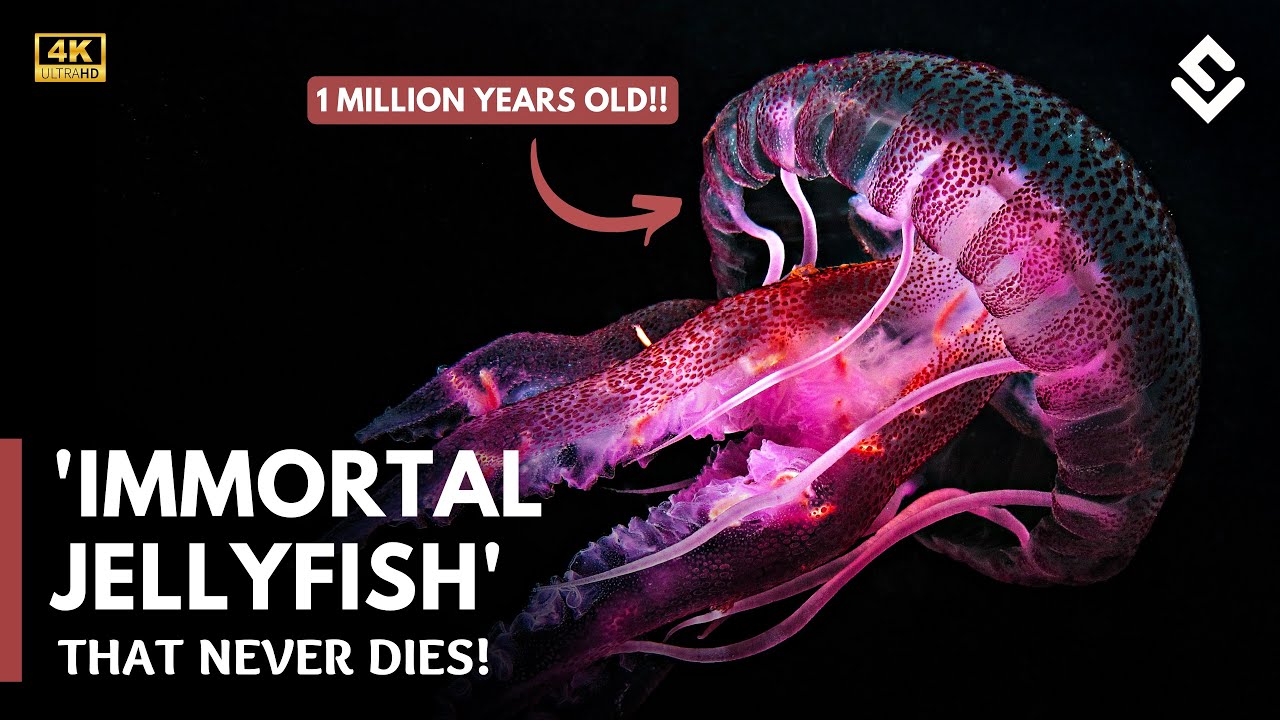 Animals With Most Amazing Superpowers | Superhero Creatures on Earth ...