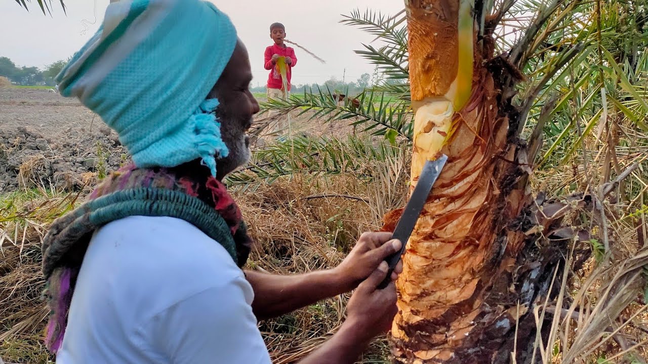 Palm toddy extraction || తెలంగాణ లో ఈతకల్లు గీయడం || palm toddy tapping ...