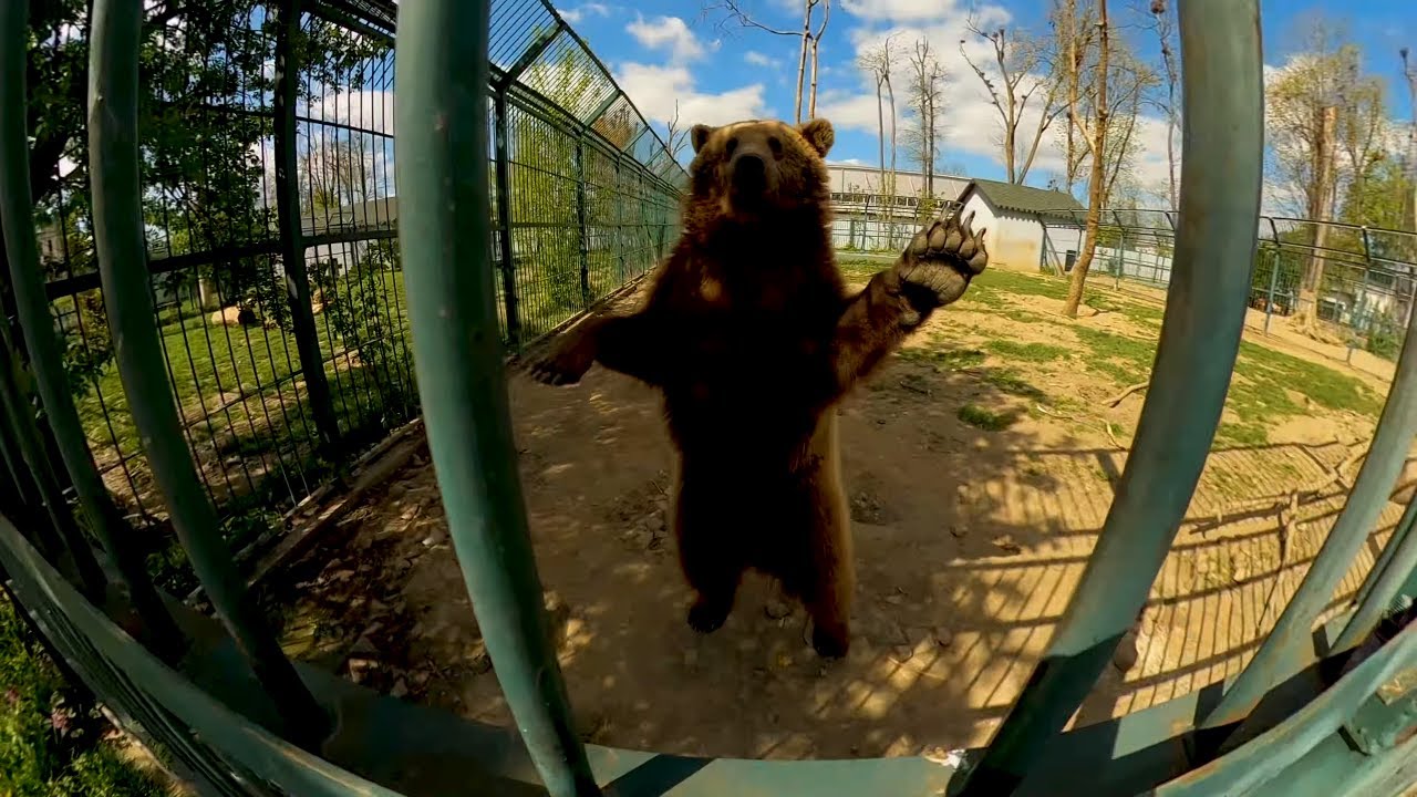 Reverenta Ursului Mickey/Gradina Zoologica Radauti/GoPro Max - YouTube