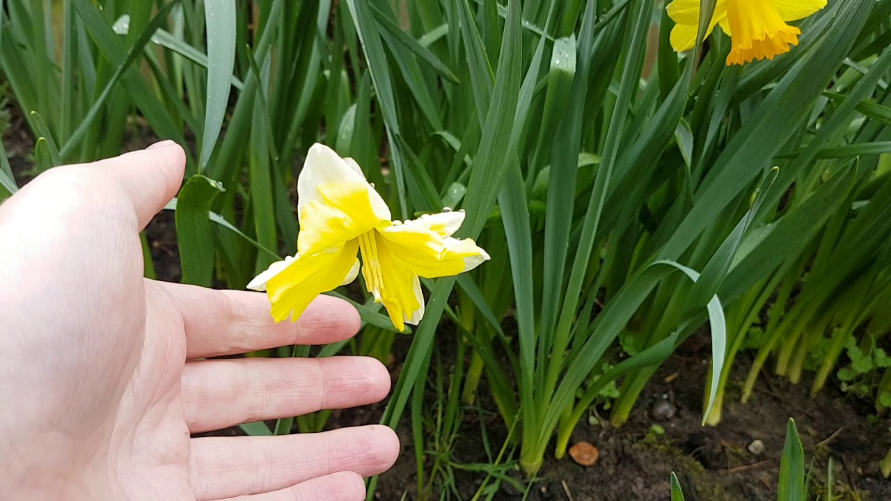ASMR SoftTalk - Wow Oh what a Beauty - Pretty Daffodil - Birdsong ...