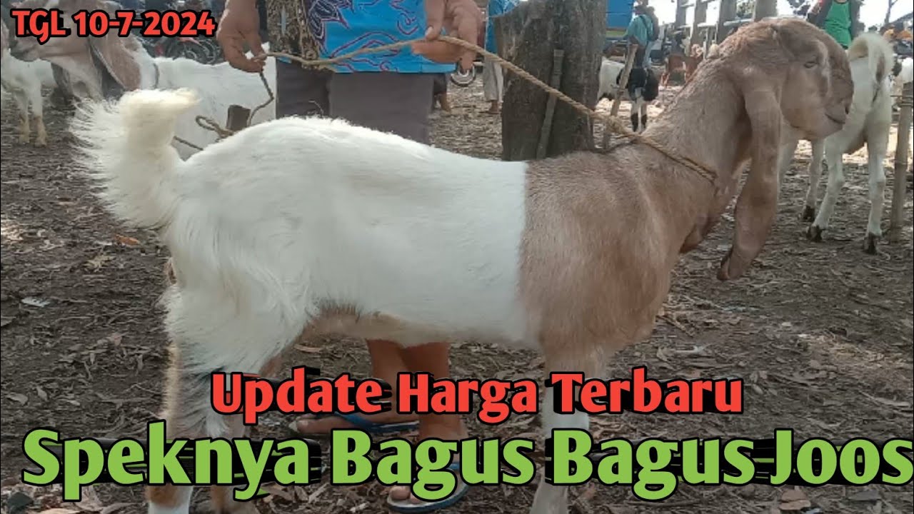 UPDATE HARGA TERBARU SPEK BAGUS BAGUS - YouTube