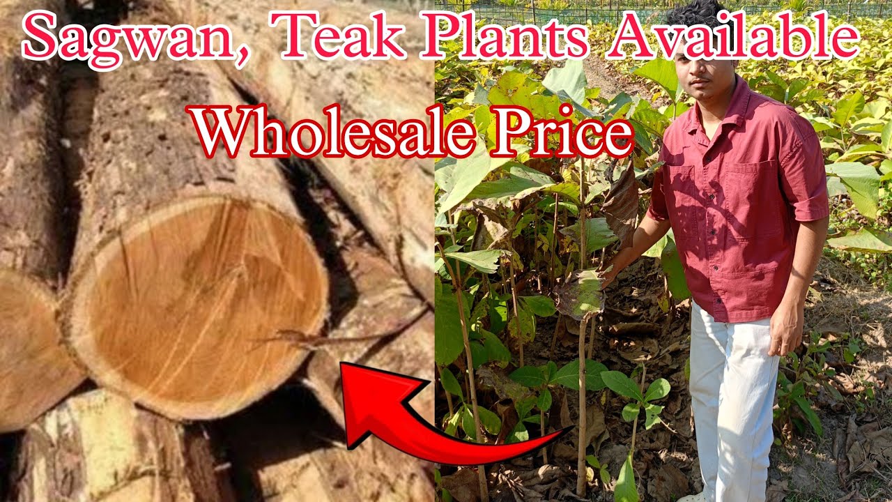 Sagwan tree, plants available. Teak plants - YouTube