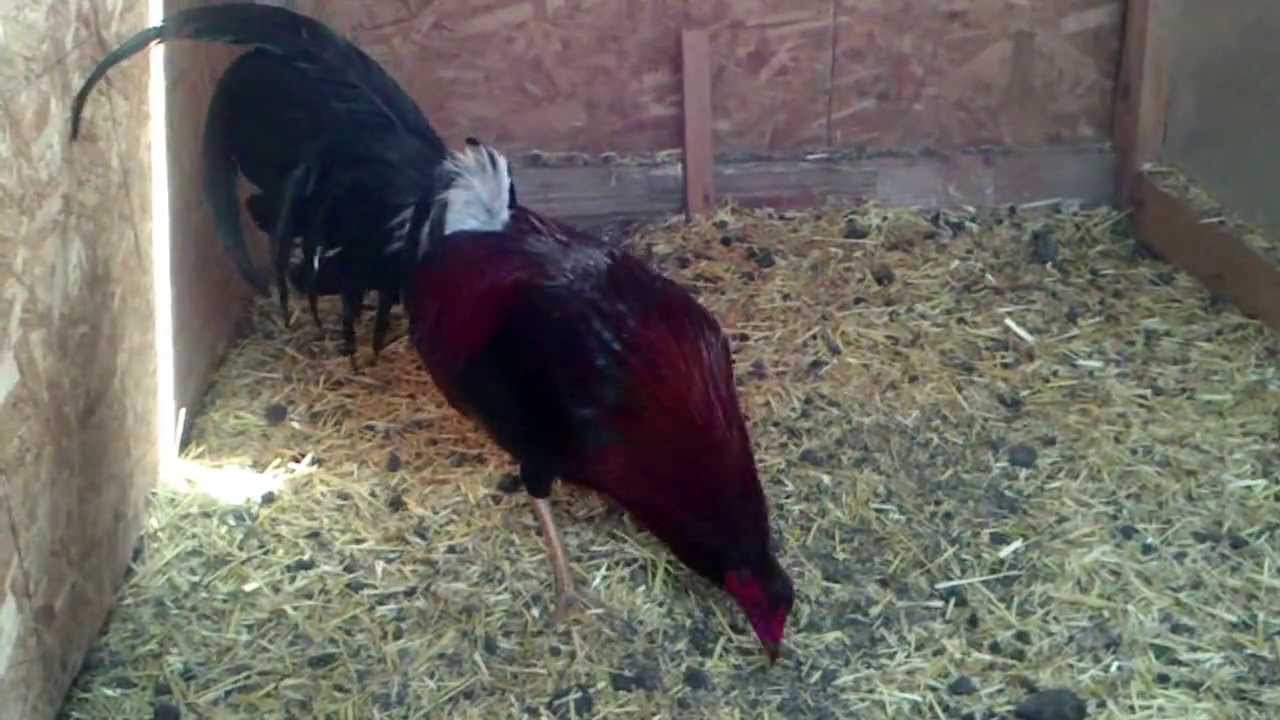 Kelso hatch stag - YouTube