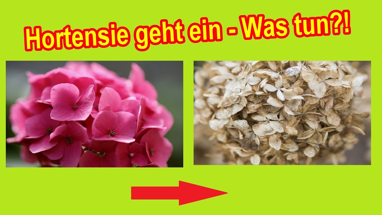 Hortensie Geht Ein