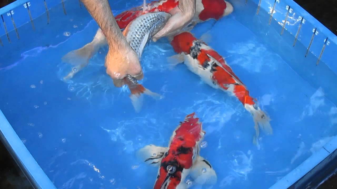le koi isreal trip new fish in batch 5 - YouTube