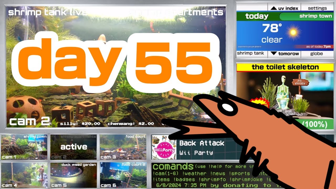 shrimp tank live day 55 - YouTube