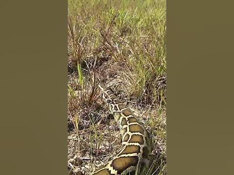How Burmese pythons became an invasive species in Florida. # ...