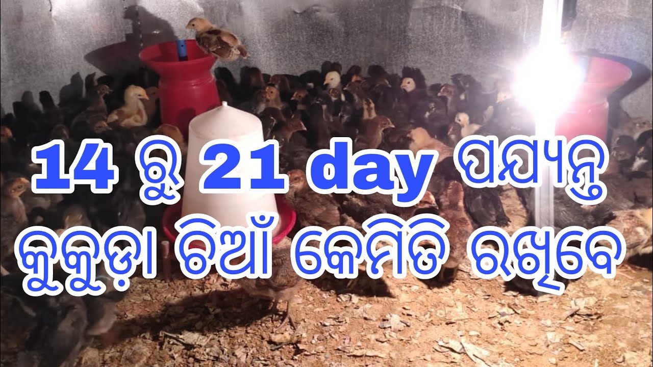 14 ରୁ 21day ପଯ୍ୟନ୍ତ କୁକୁଡ଼ା ଚିଆଁ କେମିତି ରଖିବେ // Papu Desi Kukuda Farm ...
