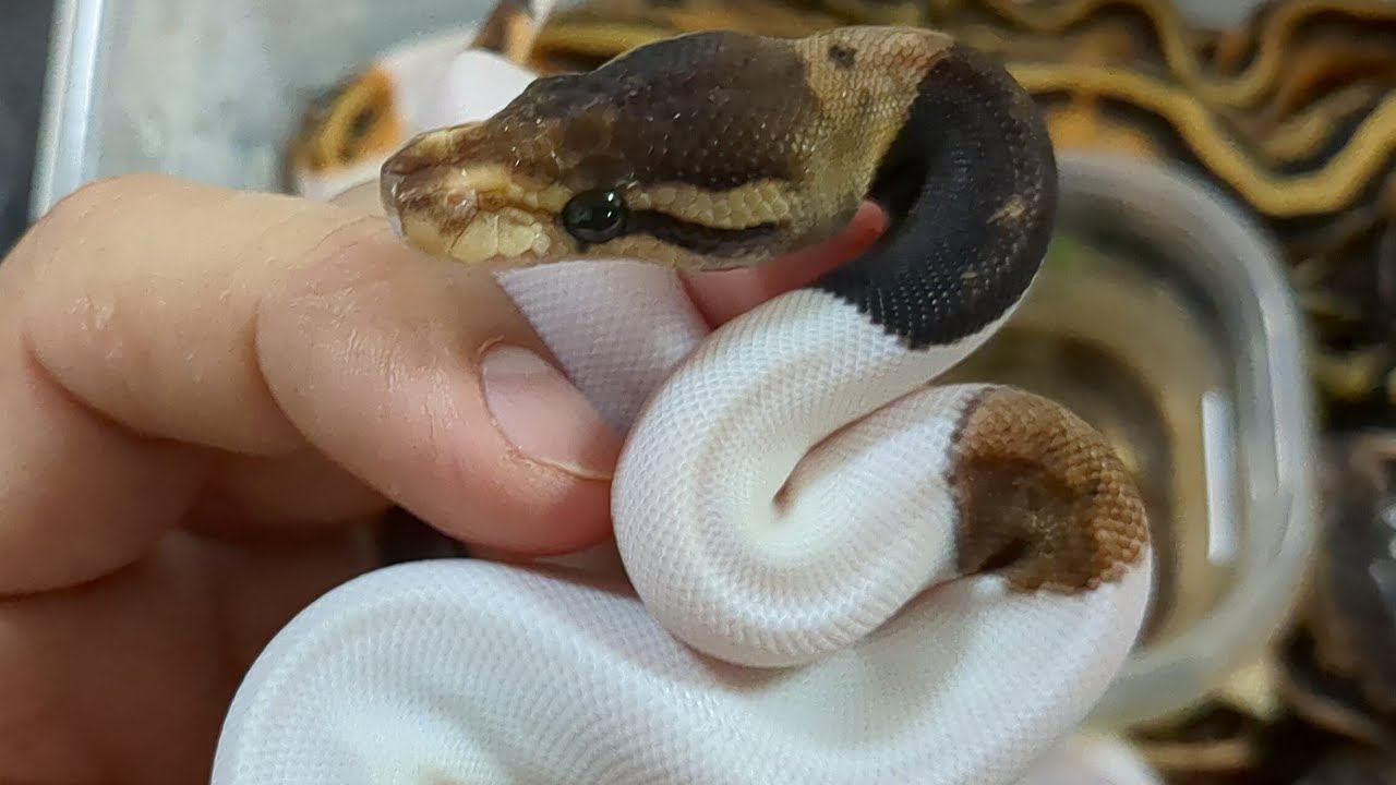 Two Ball Python Clutch Reveals! - YouTube