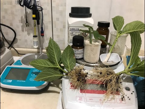Çelik Köklendirme Hormonu Nasıl Kullanılır, How To Use Rooting Hormone