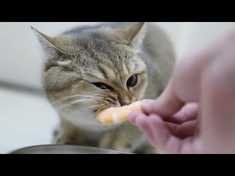 Their Faces Say It All! Watch These Cats Try Shrimp For The First Time ...