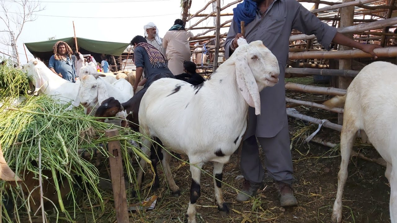 Bakra Mandi Pakistan ma big size bakra Low price ma Hsn entertainment ...