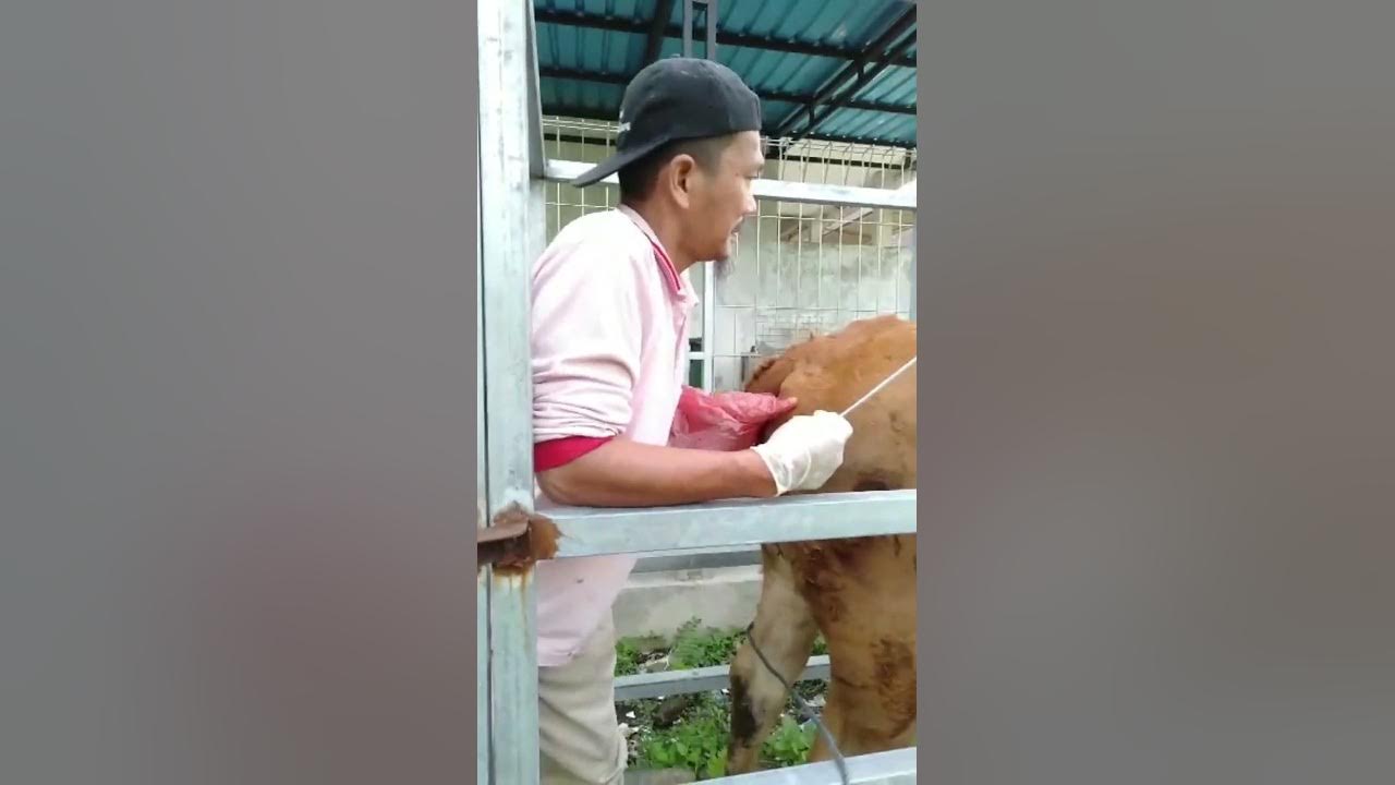 Proses Inseminasi Buatan Pada Sapi - YouTube