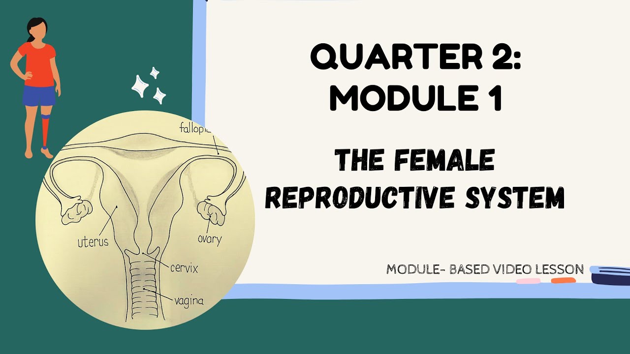 SCIENCE 5- Female Reproductive System - YouTube