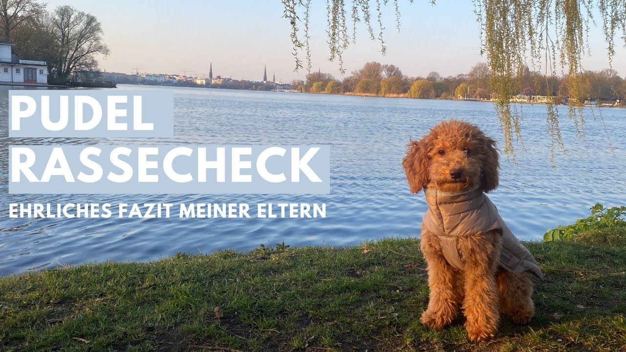 Rasseportrait Pudel - Charakter, Auslastung, Erziehung & Pflege | Toy ...