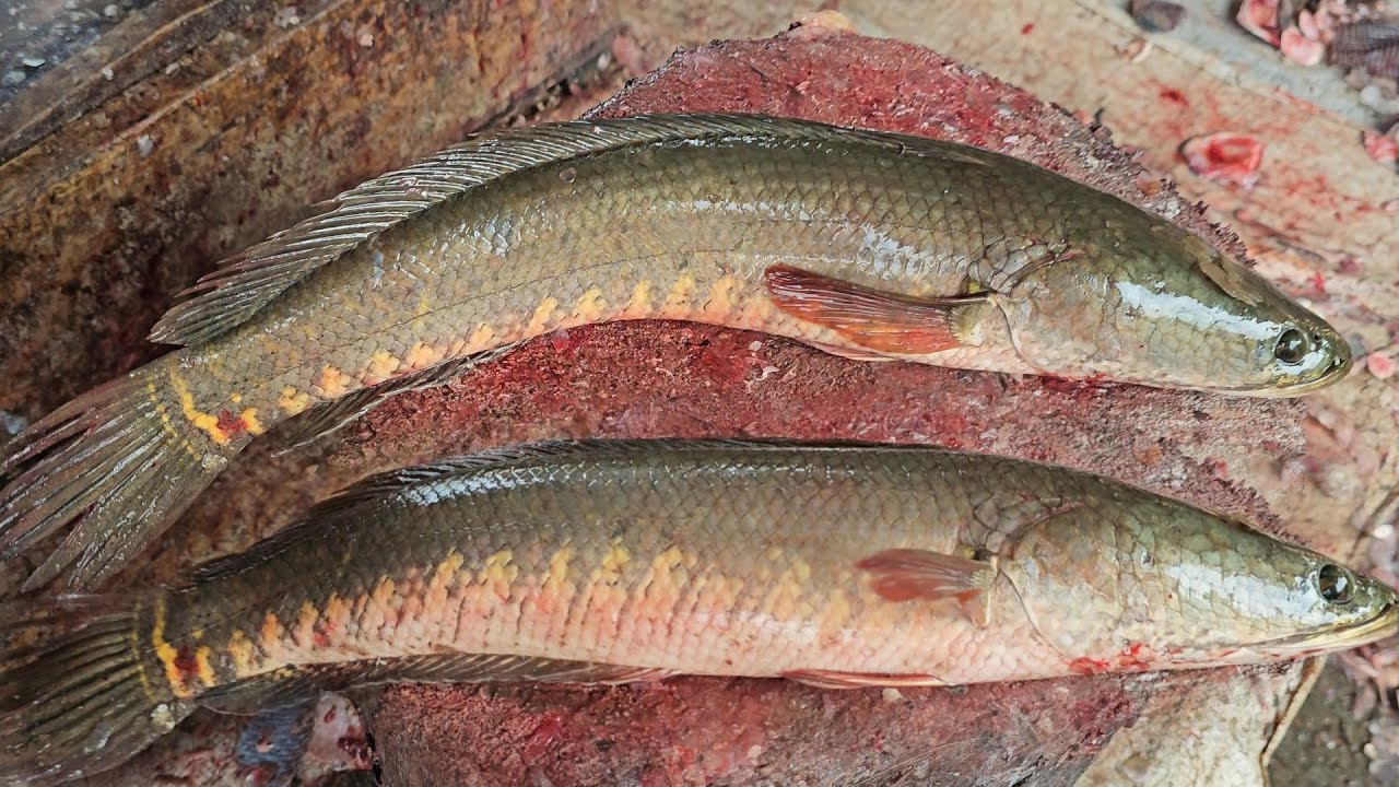 Unbelievable 😱 Biggest Live Sola Fish Market In Bangladesh | Excellent ...