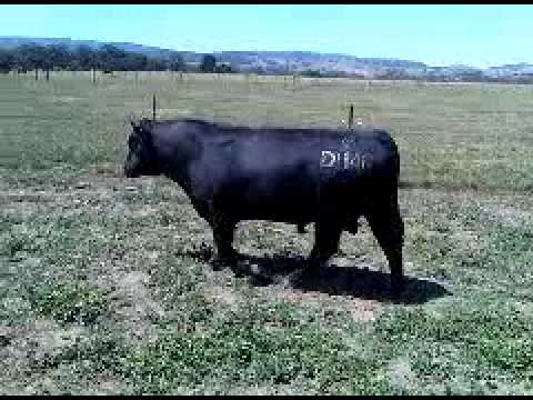 Lawsons Angus D1146.3GP