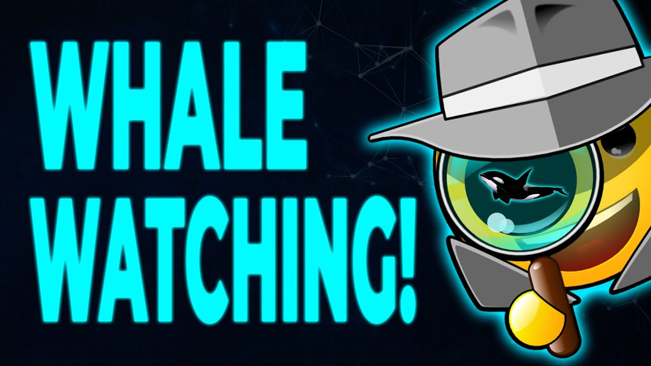 Whale Watching - Defi Espionage with CryptoPenguin! - YouTube