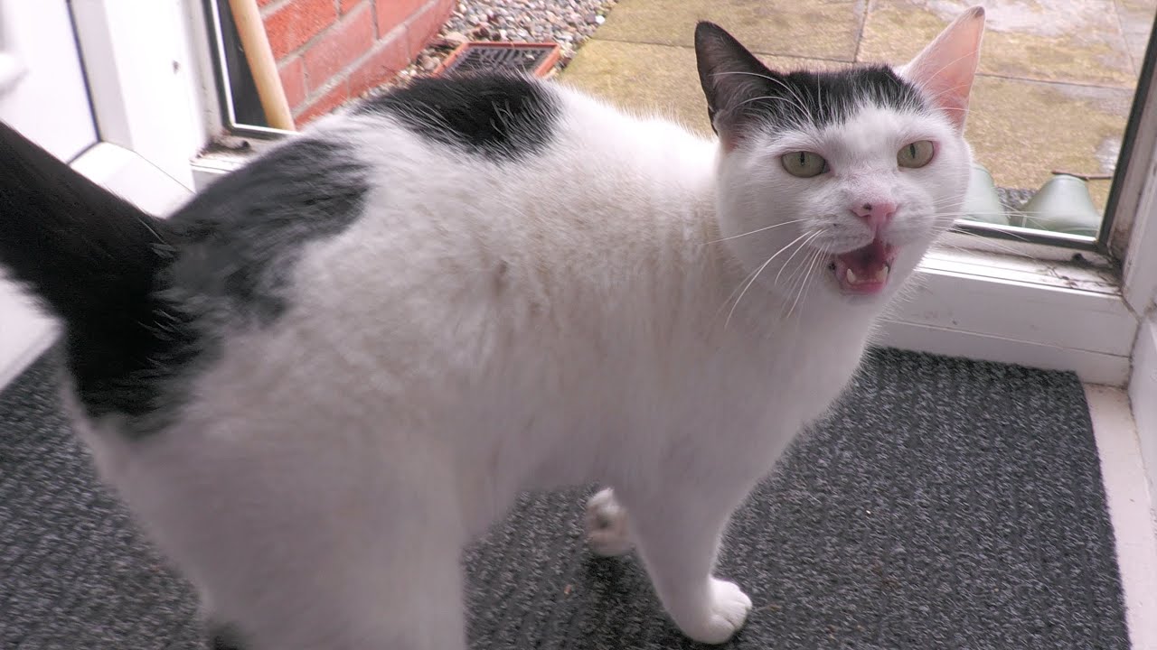 Neighbours Cat Has A Crazy Meow - YouTube