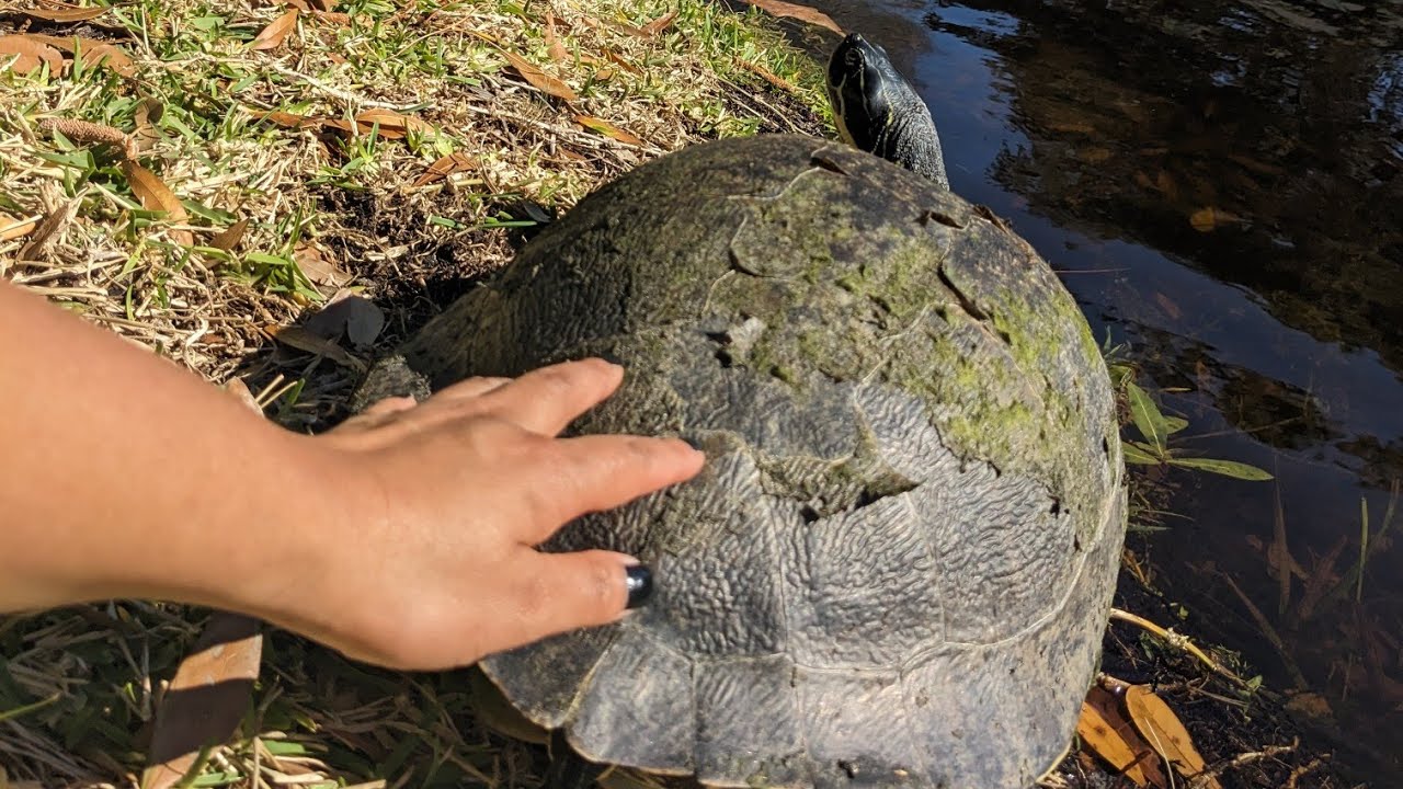 My Turtle 🐢 friend let me touch #Nature Lovers #Turtle Adventures ...