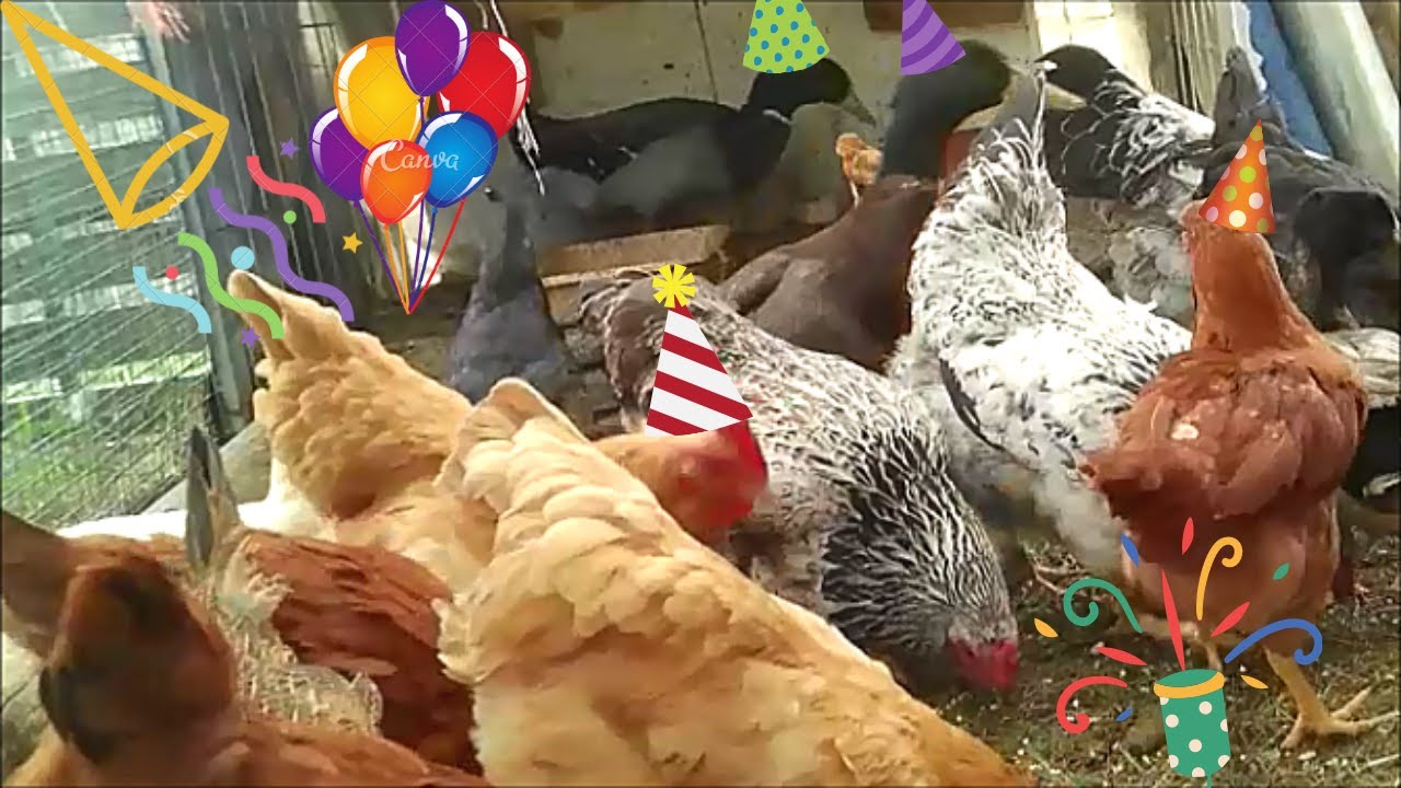 Flock Party!!! - YouTube
