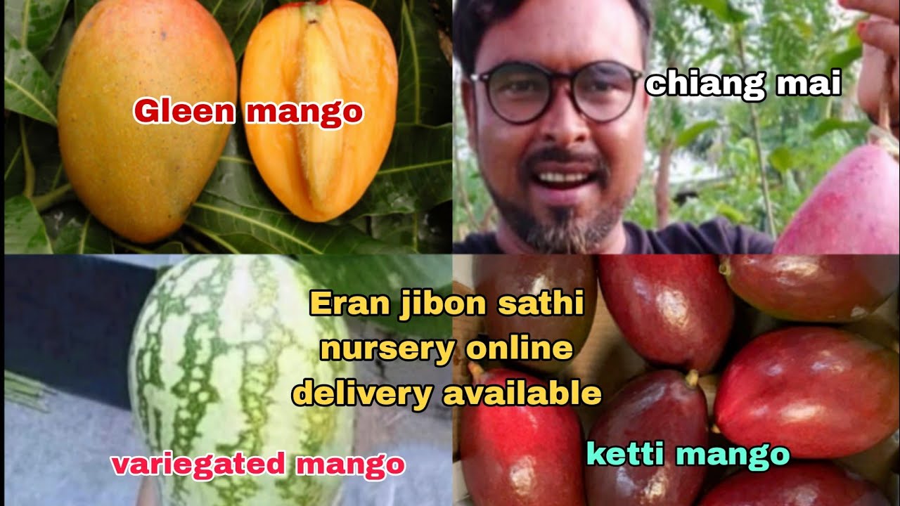 keitt mango plant | gleen mango | thai all time kathimon mango Eran ...