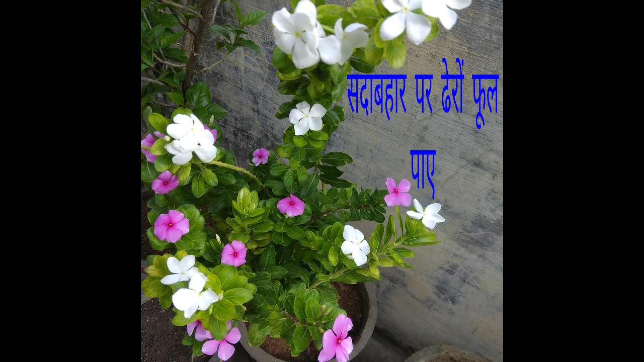 How to Get more flowers in vinca/sadabahar Plant, How to grow vinca ...
