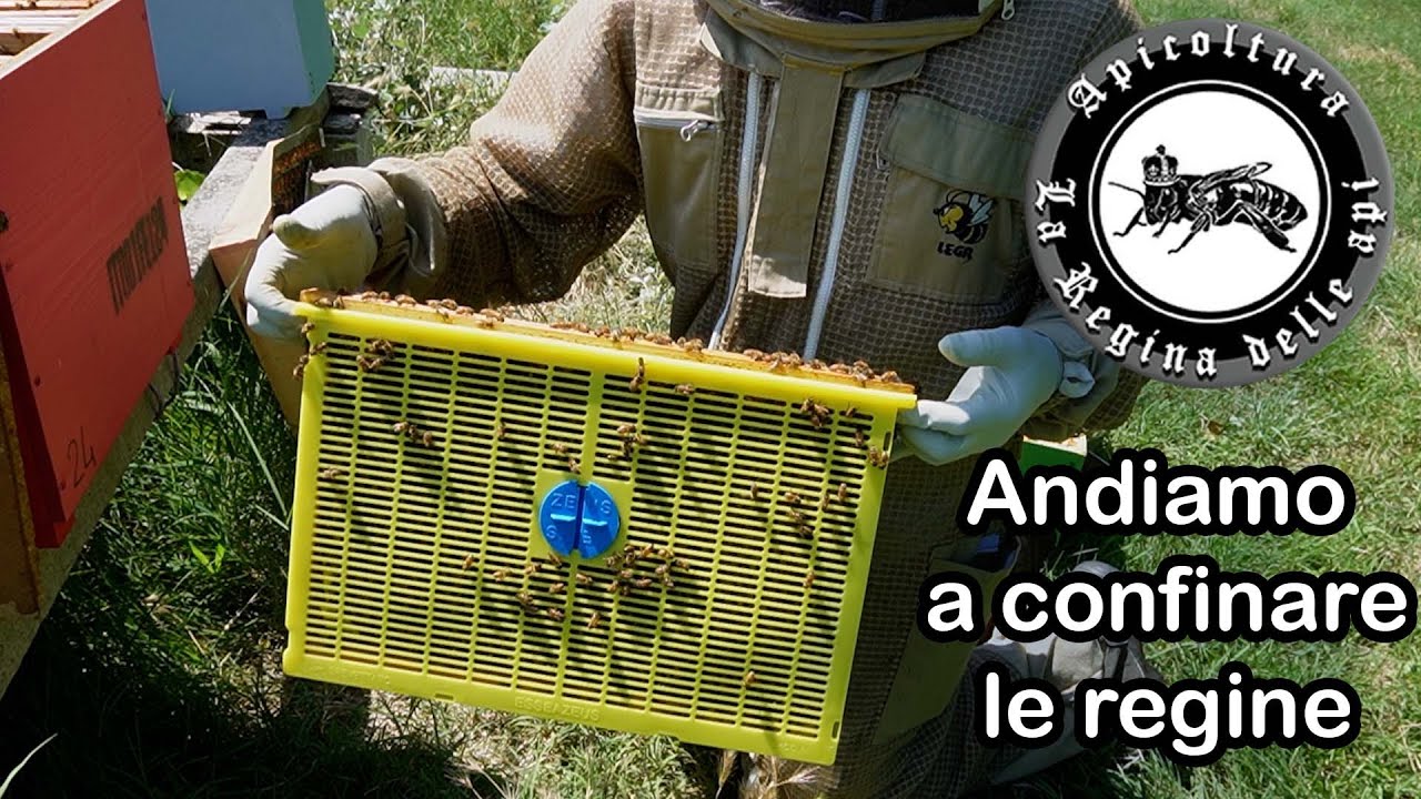 BLOCCO di COVATA con la GABBIA ZEUS #apicoltura #api #varroa - YouTube
