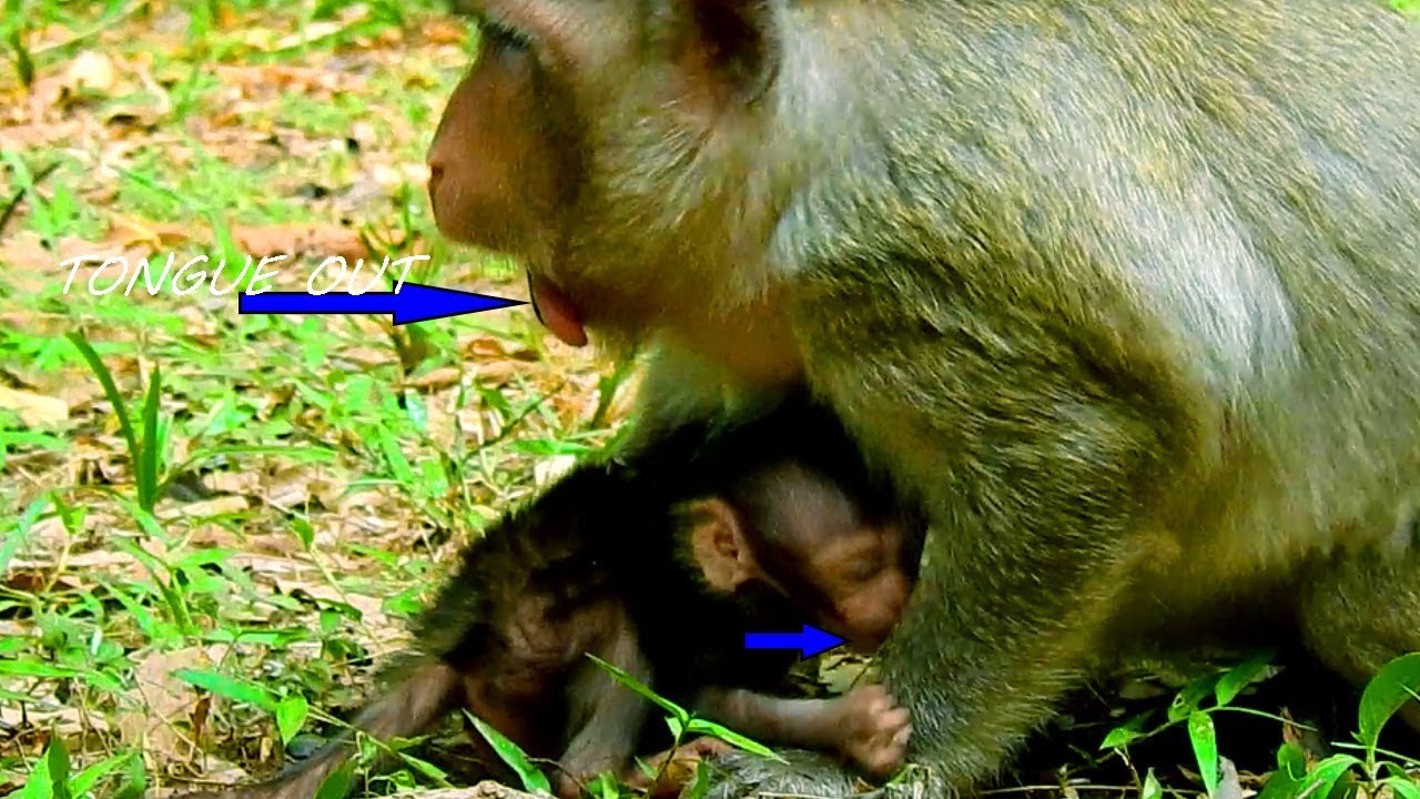 Oop!, Has Lizzy Monkey Got Sick, Coughing & Vomiting, Tongue Out, Often ...