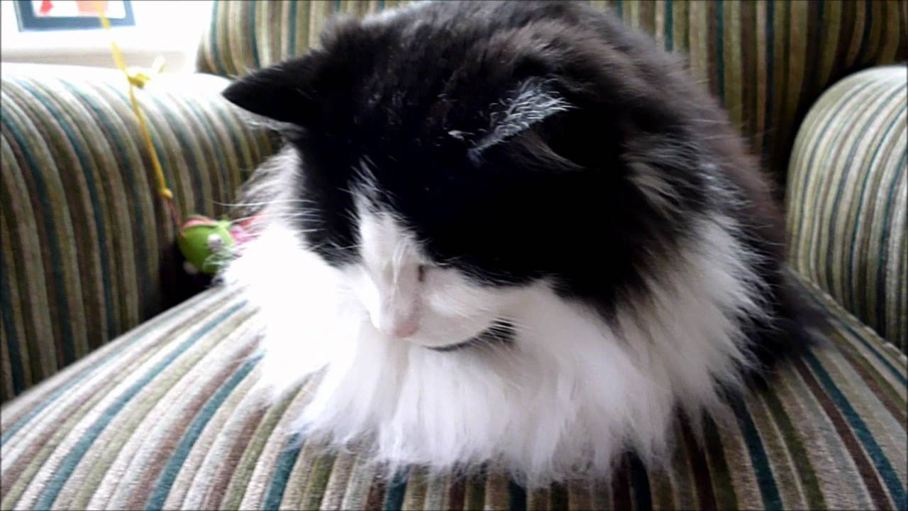 The Bernard Movie - YouTube