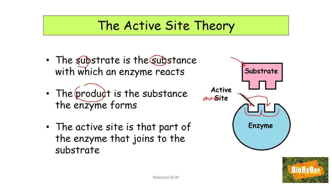 L.C. Biology Enzyme Specificity - YouTube