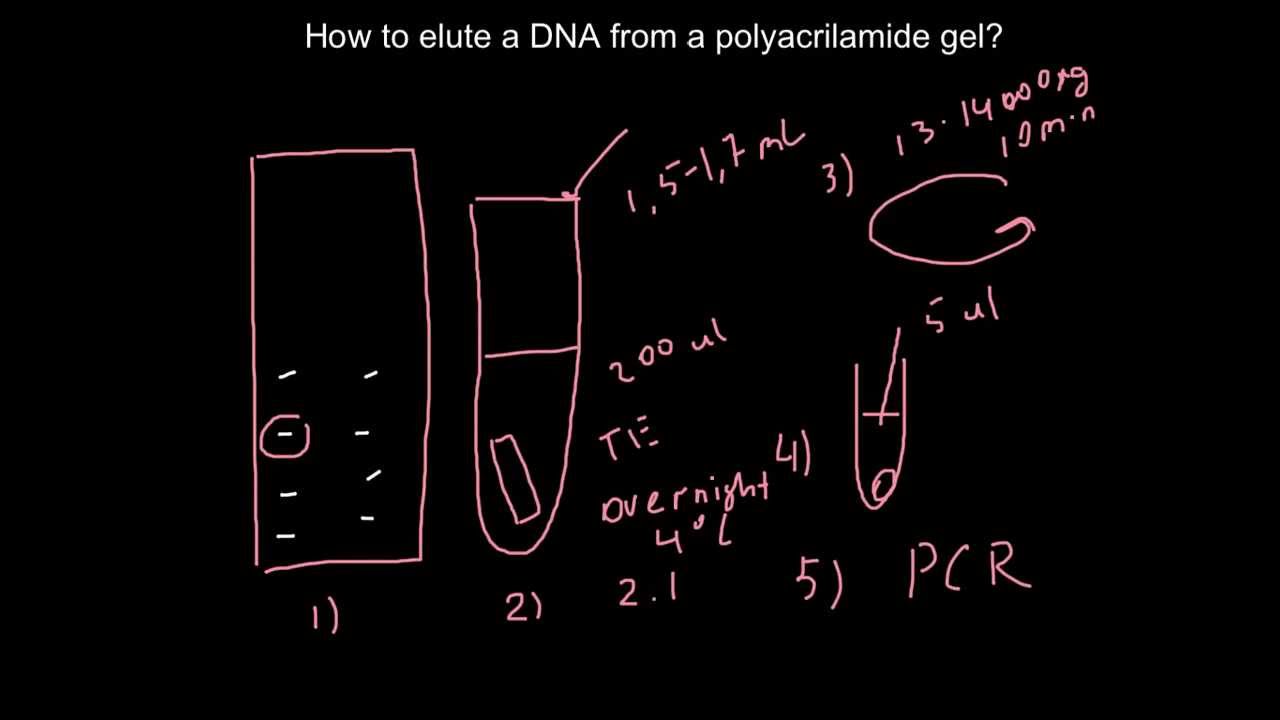 Easy way how to elute a DNA from a polyacrilamide gel - YouTube