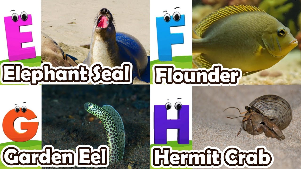 ABC Sea Animals song | Learn Alphabets | English and Animals for Kids ...
