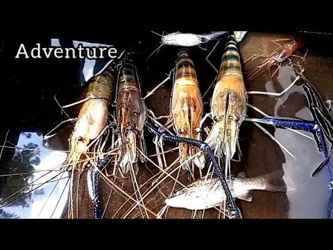 Giant Prawn Fishing Adventure!! udang besar sungai kalimantan, ketapang ...