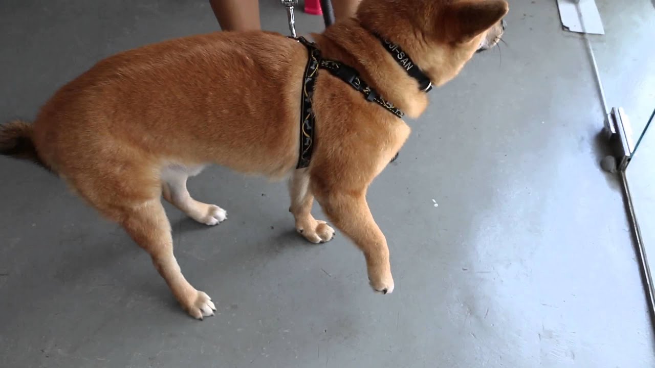 A Shiba Inu has right limb muscle injury - YouTube