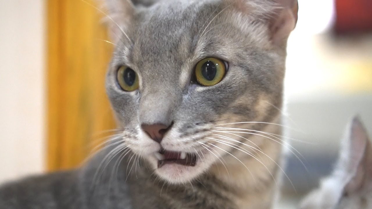 Cats Don't Like How Smell the....!? -The flehmen response of the cat ...