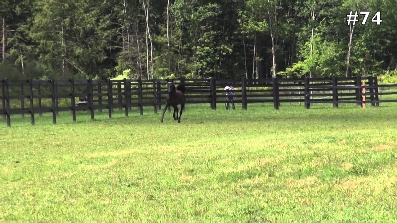 CRAWFORD FARMS - FLYHAWK TIANA - #74 MORRISVILLE YEARLING SALE - YouTube