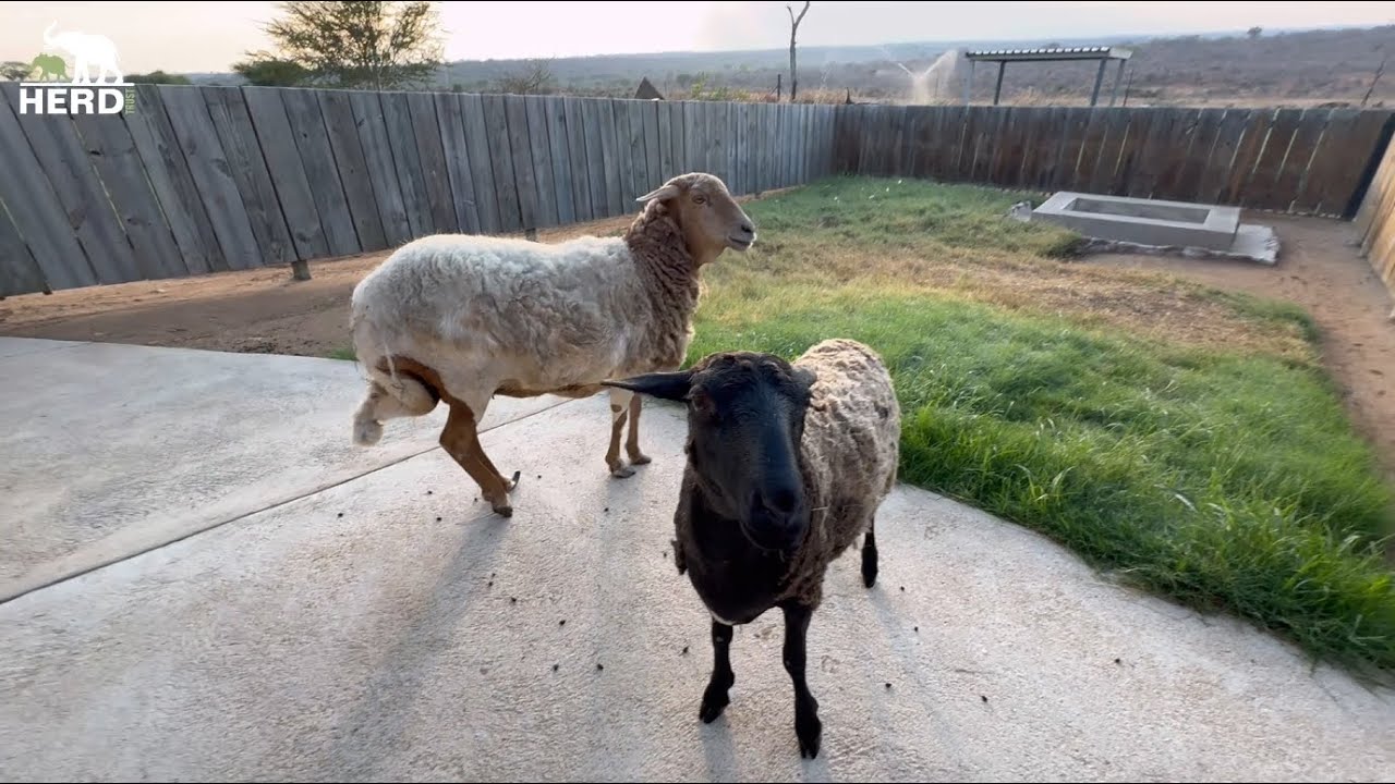 Mornings with Lammie, Spotty and the Elephant Herd - YouTube
